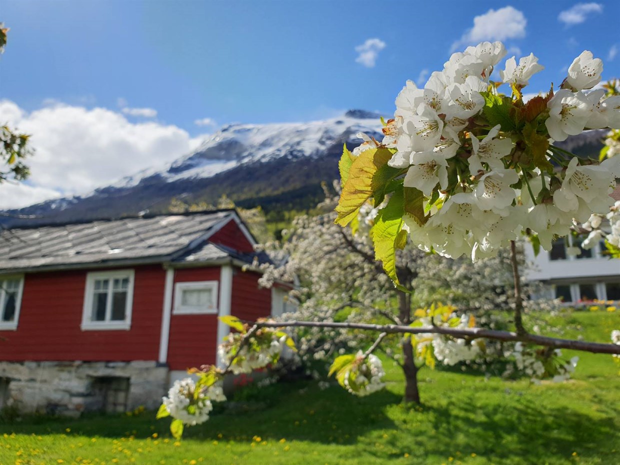 The champagne of apple cider comes from Hardanger - visitBergen.com