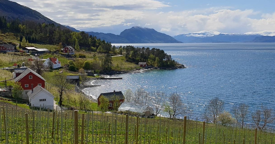 The champagne of apple cider comes from Hardanger - visitBergen.com