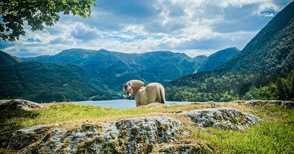 Exclusive guided mountain hike from Fløyen to Øvre-Eide Farm including ...